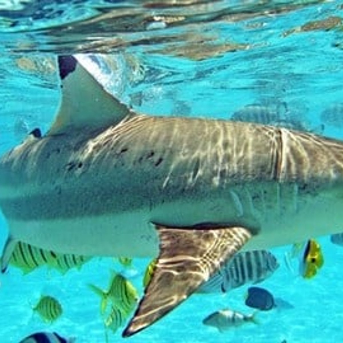 Motu Tapu Lagoon, Bora Bora | YachtCharterFleet