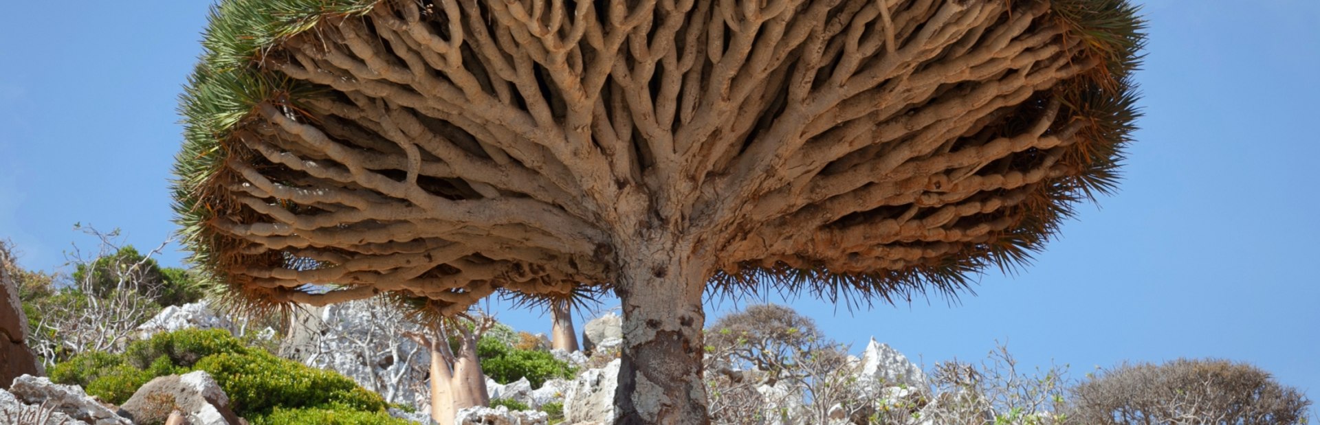 Socotra Yacht Charter Vacation Climate Guide